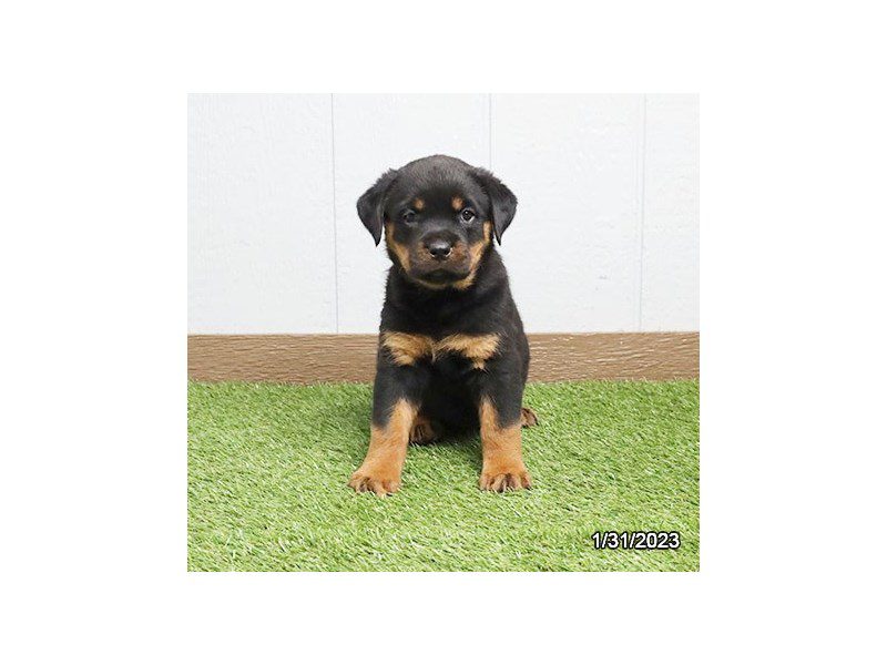 Rottweiler Puppies - Petland Janesville, Wisconsin