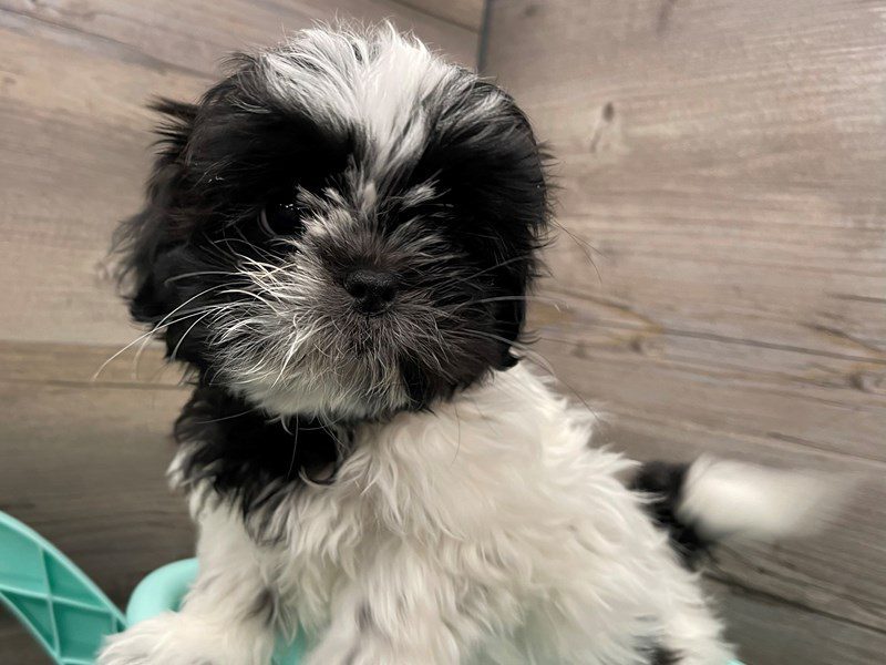 Shih Tzu Puppies - Petland Janesville, Wisconsin