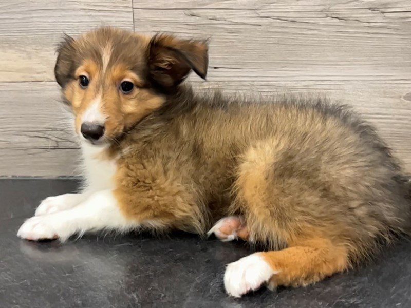 Shetland Sheepdog | Petland Janesville, WI