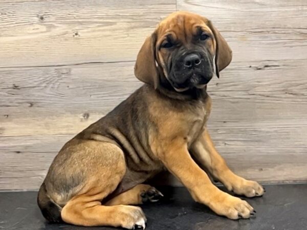 Cane Corso-Dog-Female-Blue Brindle-4130338-Petland Janesville, Wisconsin