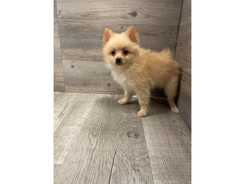 Cream Pomeranian Puppy