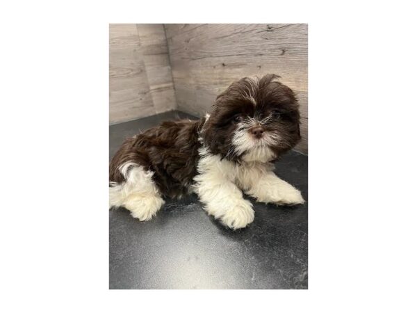 Shih Tzu Puppies - Petland Janesville, Wisconsin