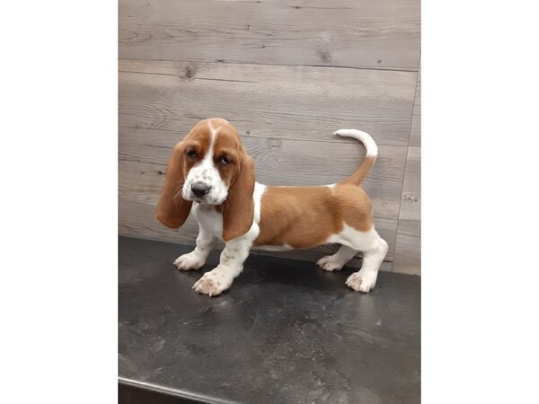 Basset Hound-Dog-Female-Lemon / White-3922214-Petland Janesville, Wisconsin