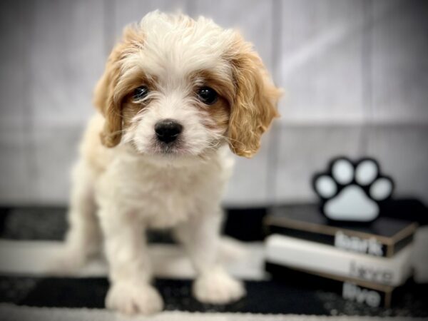Cavapoo Puppies - Breed Info - Petland Janesville, Wisconsin