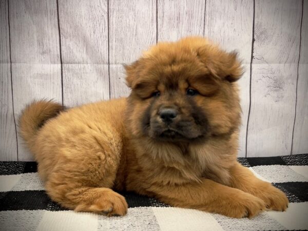 Chow Chow Puppies - Breed Info - Petland Janesville, Wisconsin