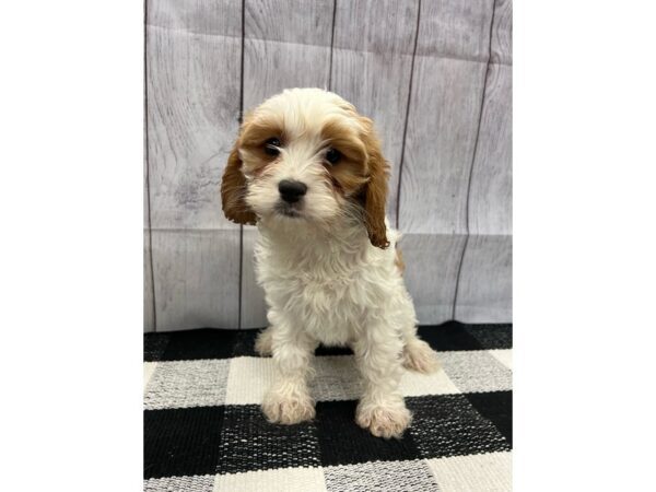 Cavapoo Puppies - Breed Info - Petland Janesville, Wisconsin